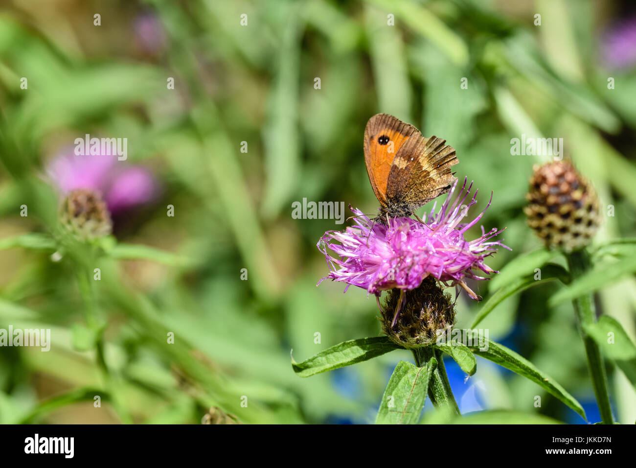 Brown gatekeeper female butterfly collecting nectar from purple thistle ...