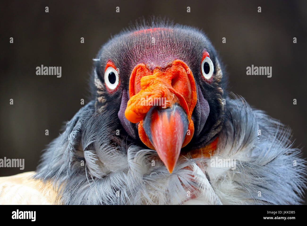 colorful head of a curious staring king vulture bird in frontal view ...