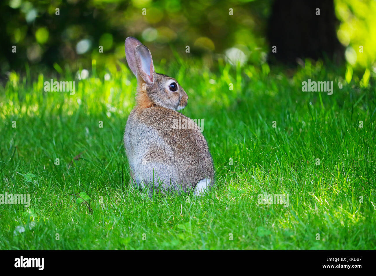 Rabbit back view hi-res stock photography and images - Alamy