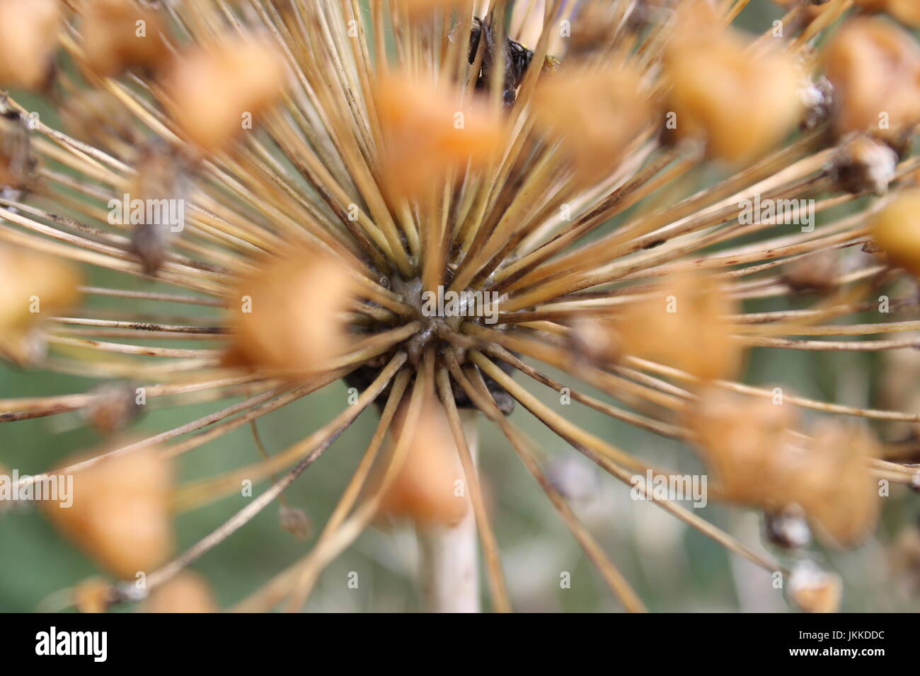 Seed explosion hi-res stock photography and images - Alamy