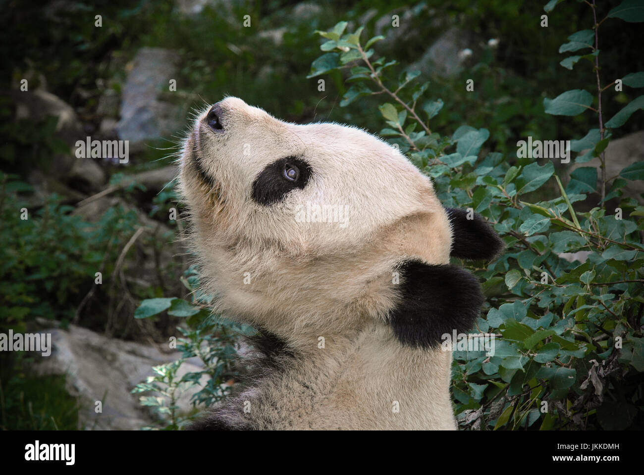 giant panda portrait Stock Photo - Alamy