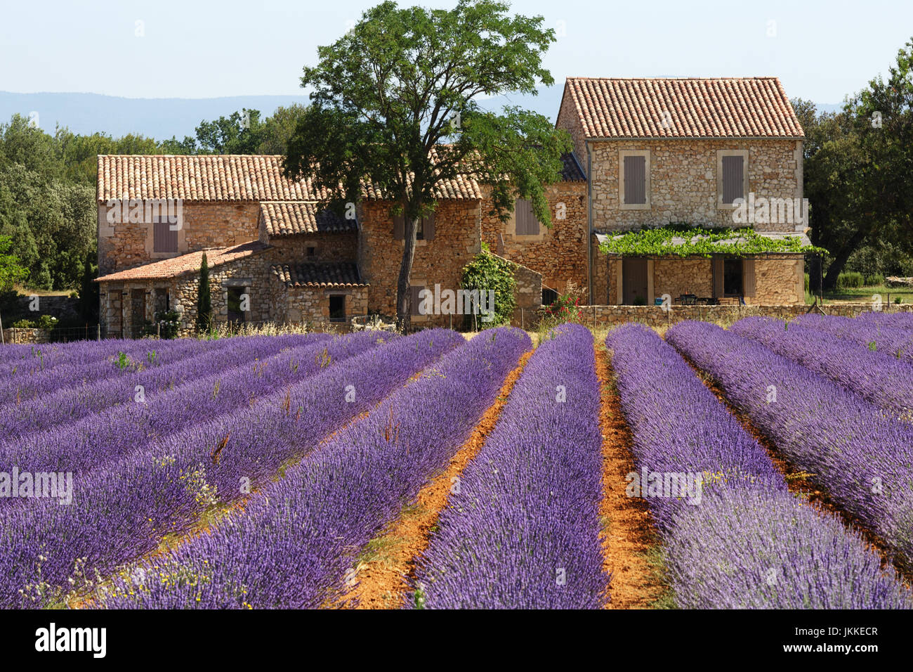 A traditional provencal house with lavender field, Provence, France ...