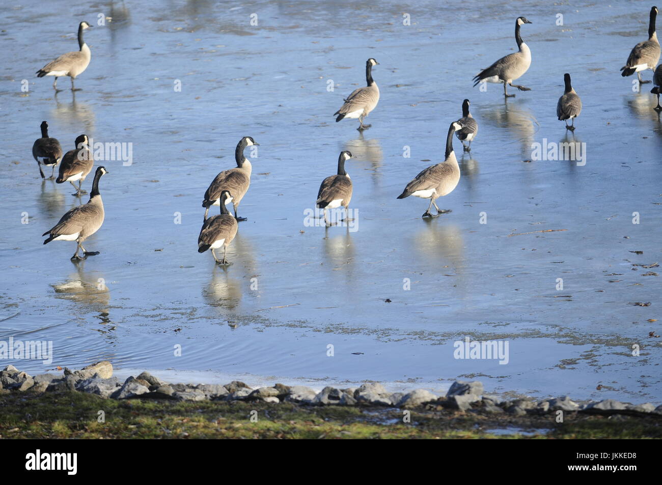 Geese on a lake Stock Photo - Alamy