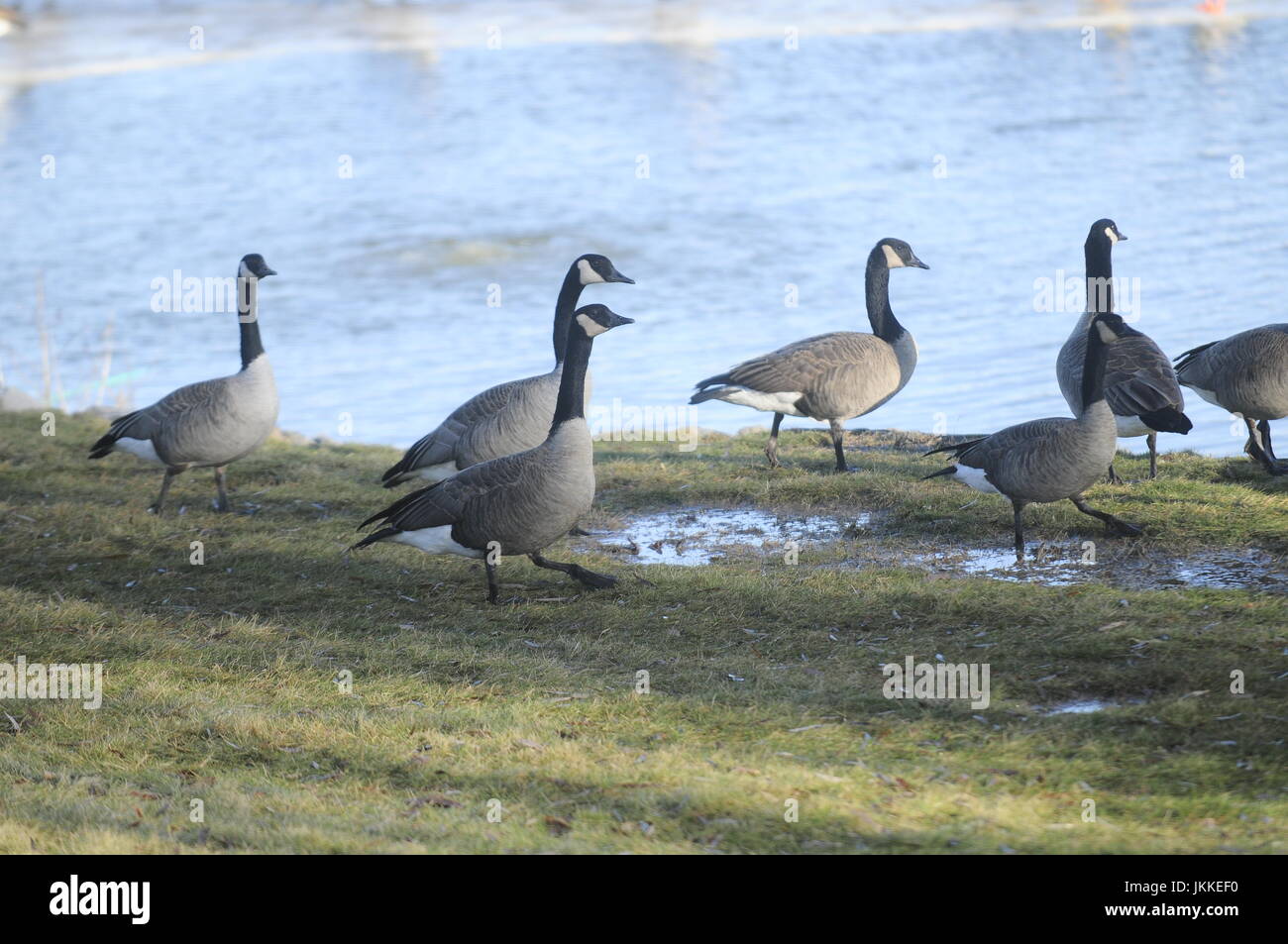 Geese on a lake Stock Photo - Alamy