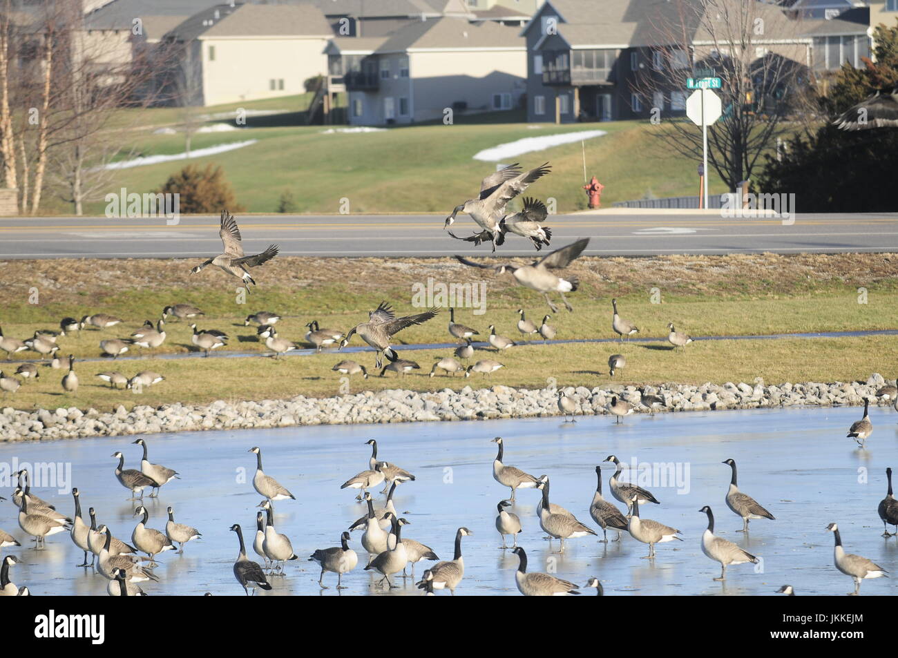 Lake geese hi-res stock photography and images - Alamy