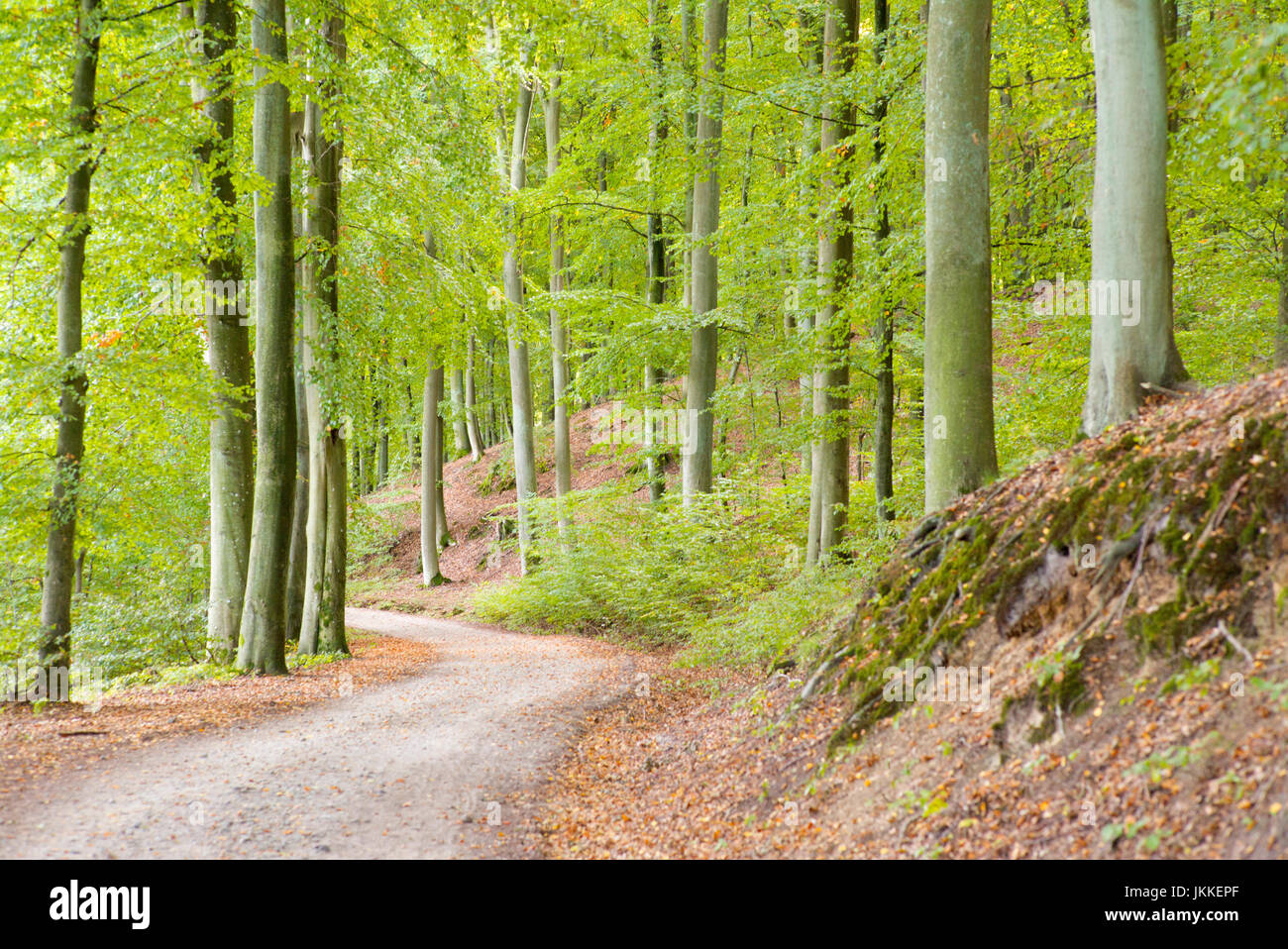 Waldweg landschaft hi-res stock photography and images - Alamy