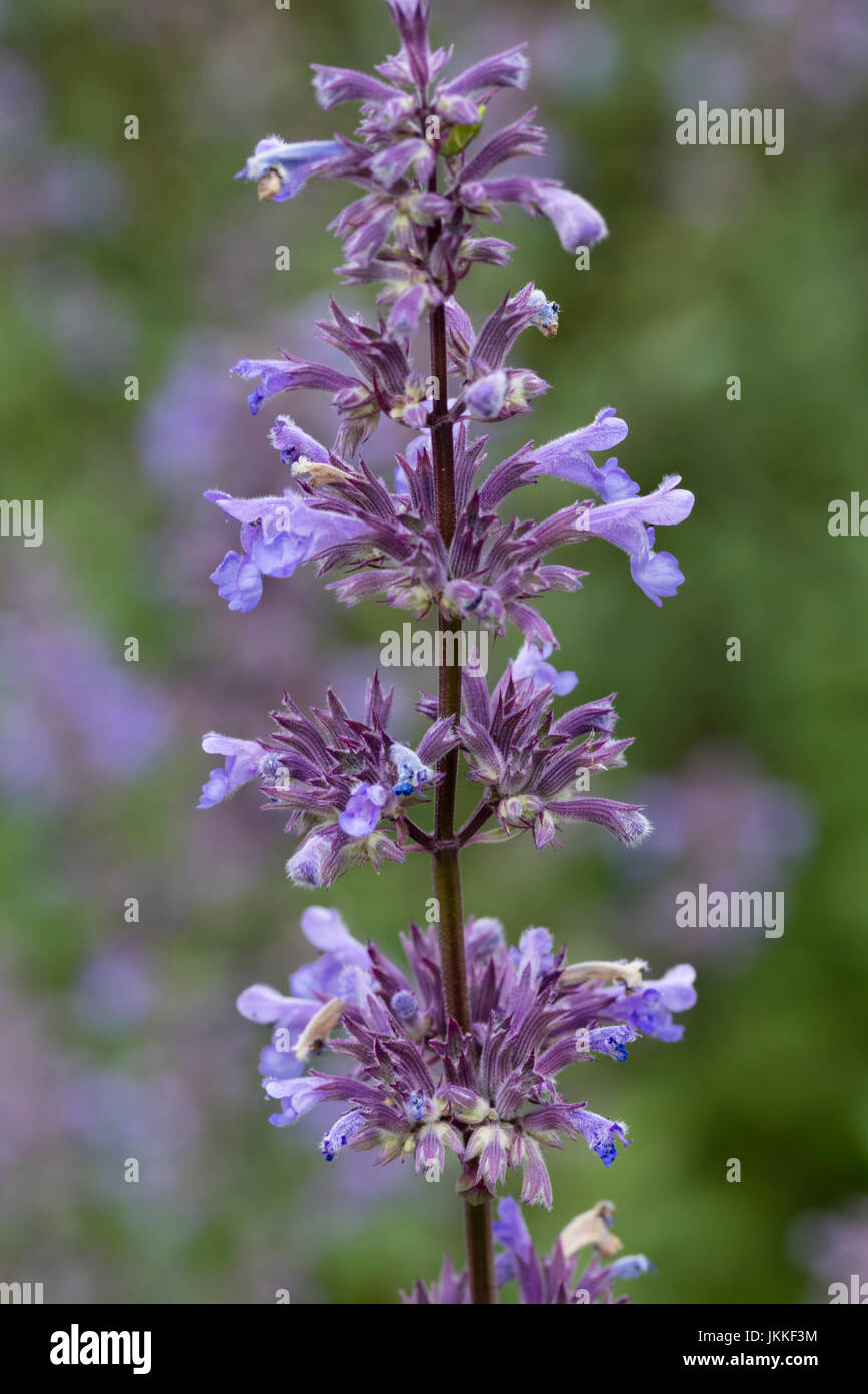 Blue nepeta hi-res stock photography and images - Alamy