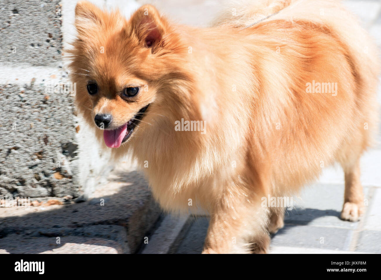 Portrait of small dog Stock Photo - Alamy