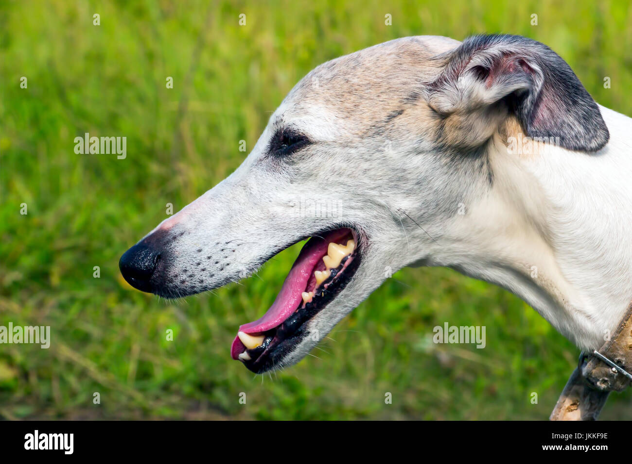 Portrait English greyhound Stock Photo - Alamy