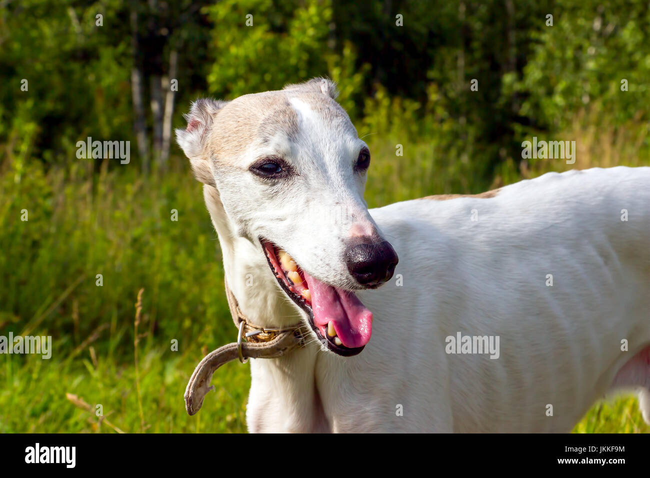 Portrait English greyhound Stock Photo - Alamy