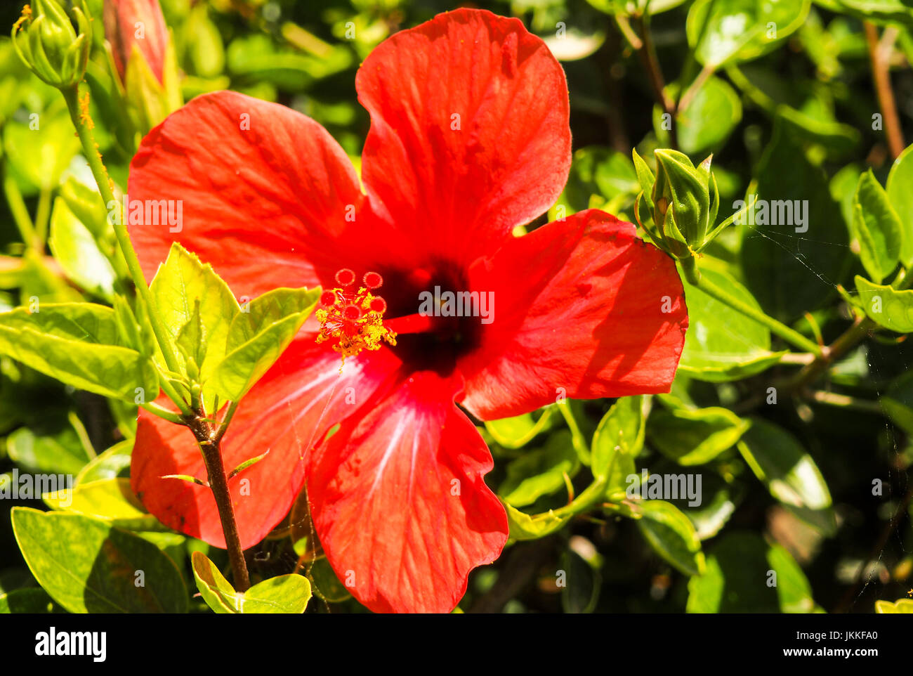 Flora on Rhodes, Greece Stock Photo - Alamy