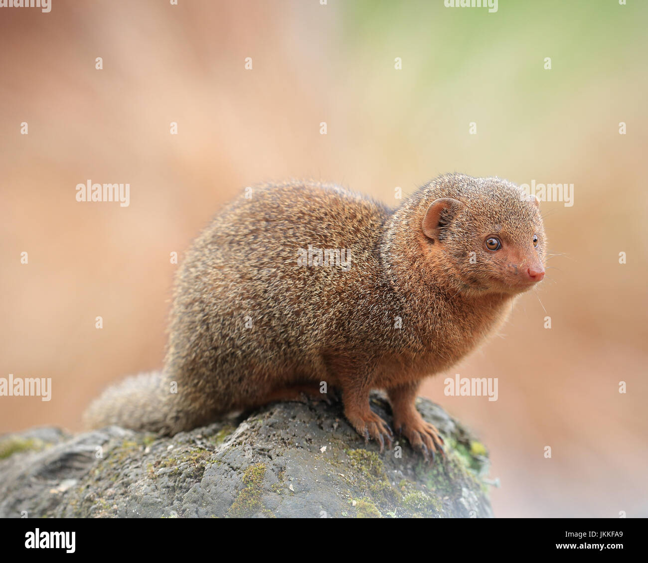 Dwarf Mongoose, also known as Common Dwarf Mongoose Stock Photo - Alamy