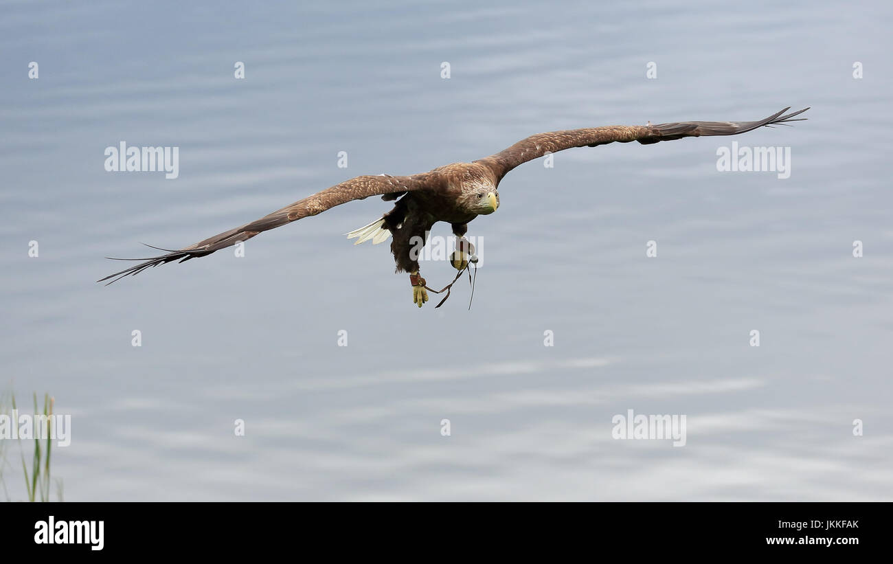 White-tailed Sea Eagle in flight, coming in to land Stock Photo - Alamy