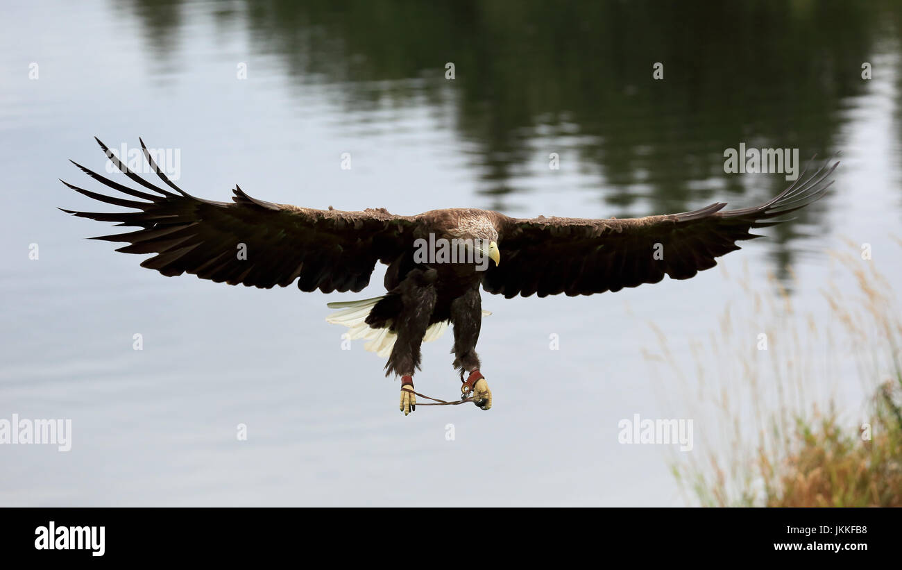 White-tailed Sea Eagle in flight, coming in to land Stock Photo - Alamy