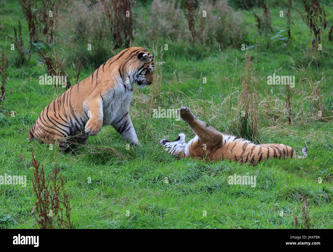 White tigers fighting hi-res stock photography and images - Alamy