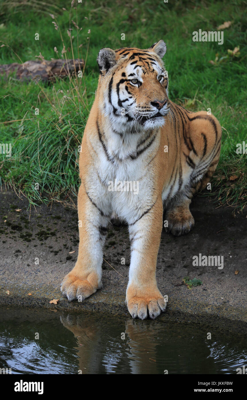 Siberian tiger fighting hi-res stock photography and images - Alamy