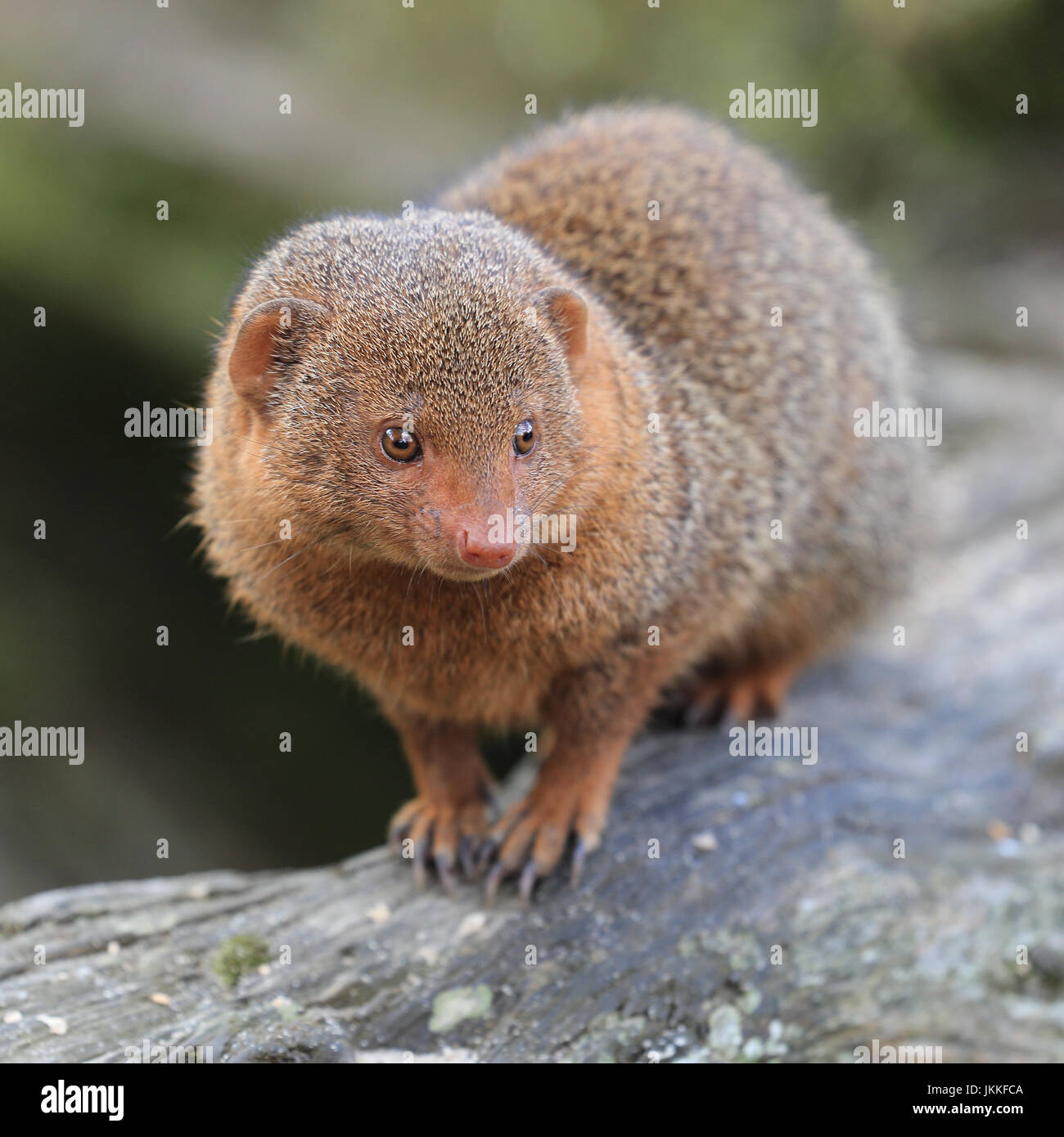 Dwarf Mongoose, also known as Common Dwarf Mongoose Stock Photo - Alamy