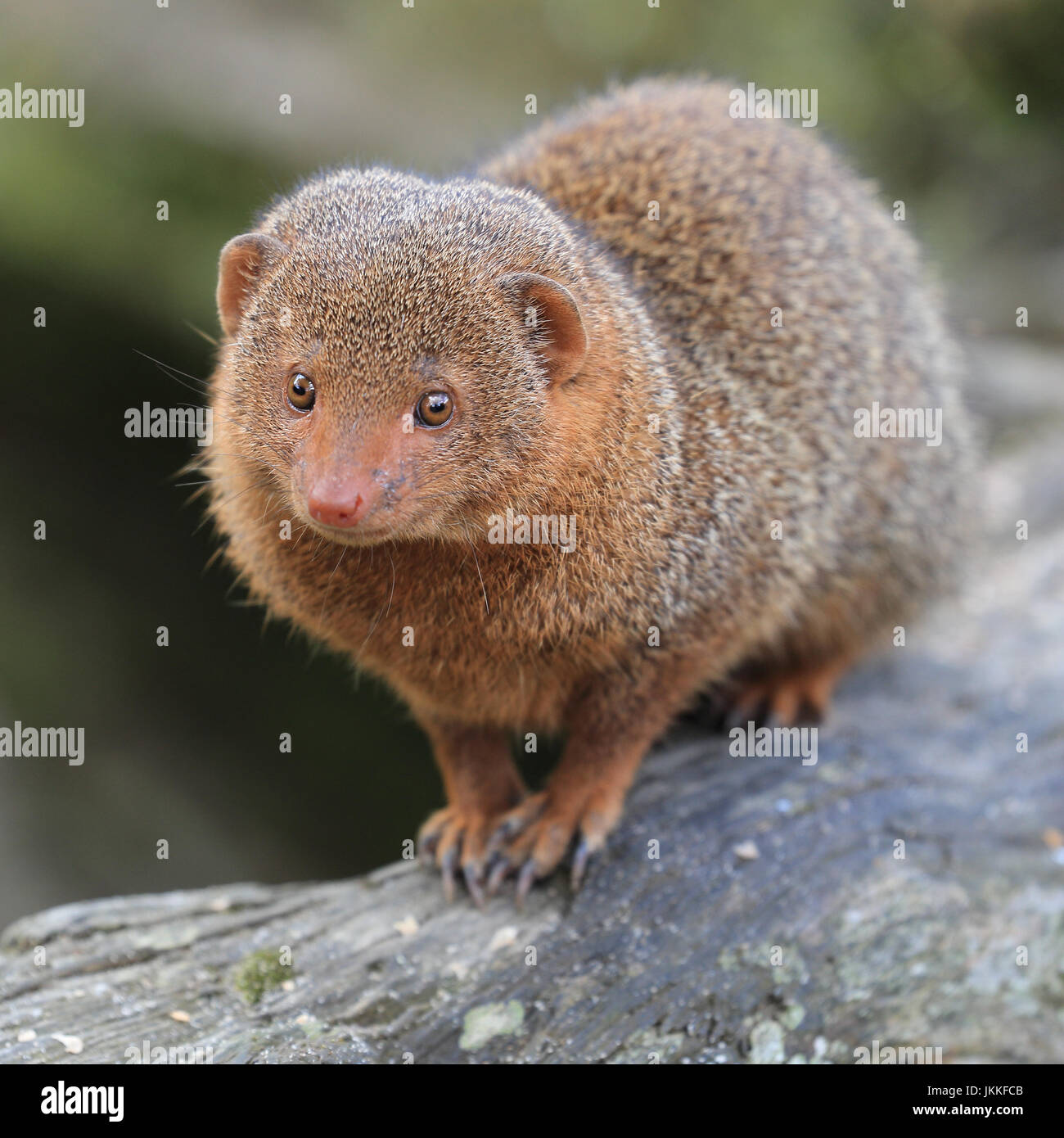Dwarf Mongoose, also known as Common Dwarf Mongoose Stock Photo - Alamy