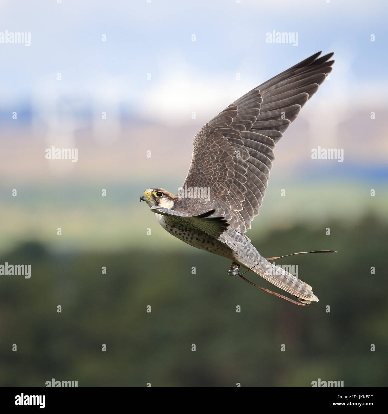Lanner Falcon in flight Stock Photo - Alamy
