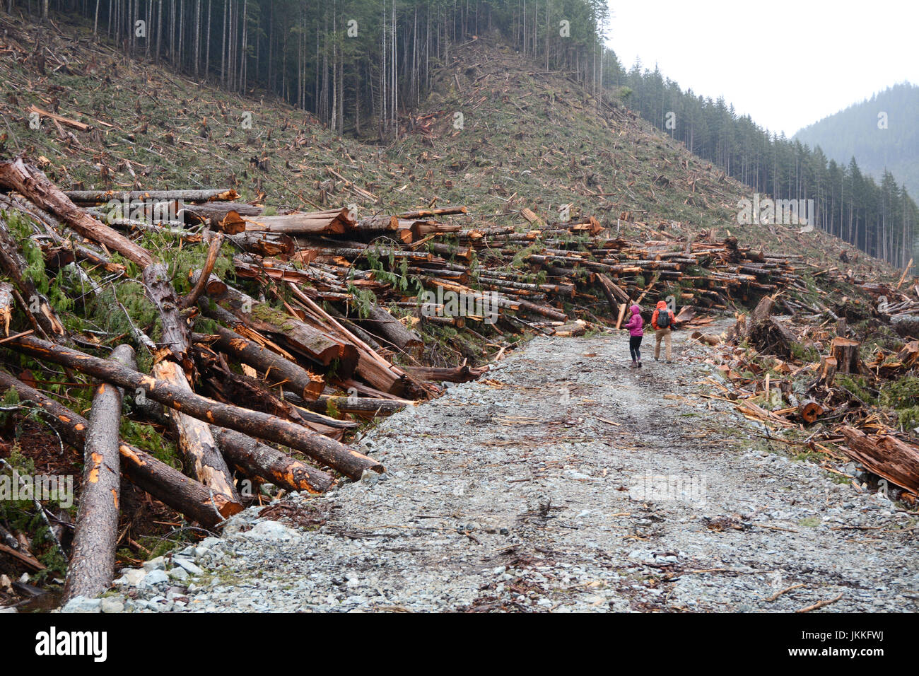 Clearcut forest hi-res stock photography and images - Alamy
