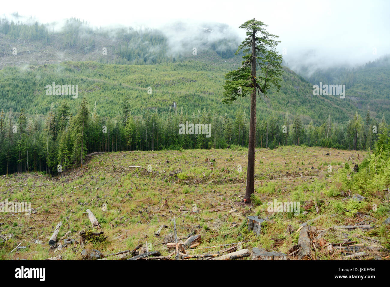 A Canadian environmentalist standing at the base of "Big Lonely Doug ...