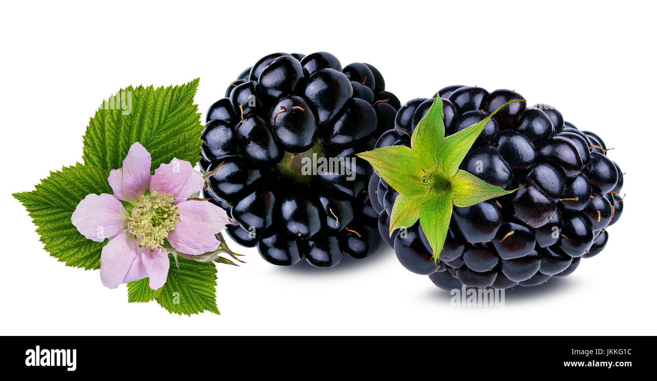 Blackberry and blackberry flower and foliage isolated on white ...