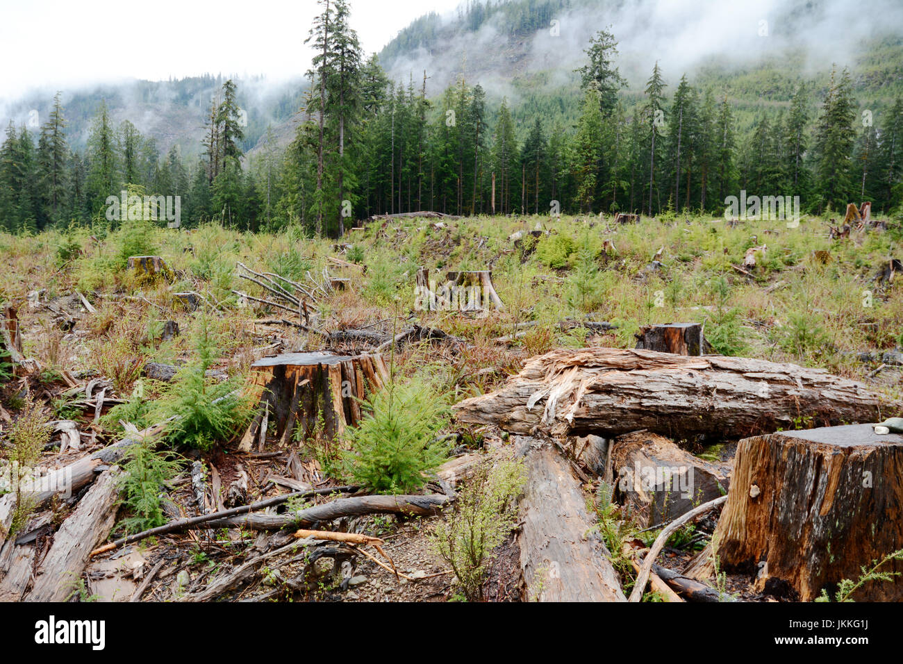 Giant tree stumps in an old growth rainforest clearcut logging block ...