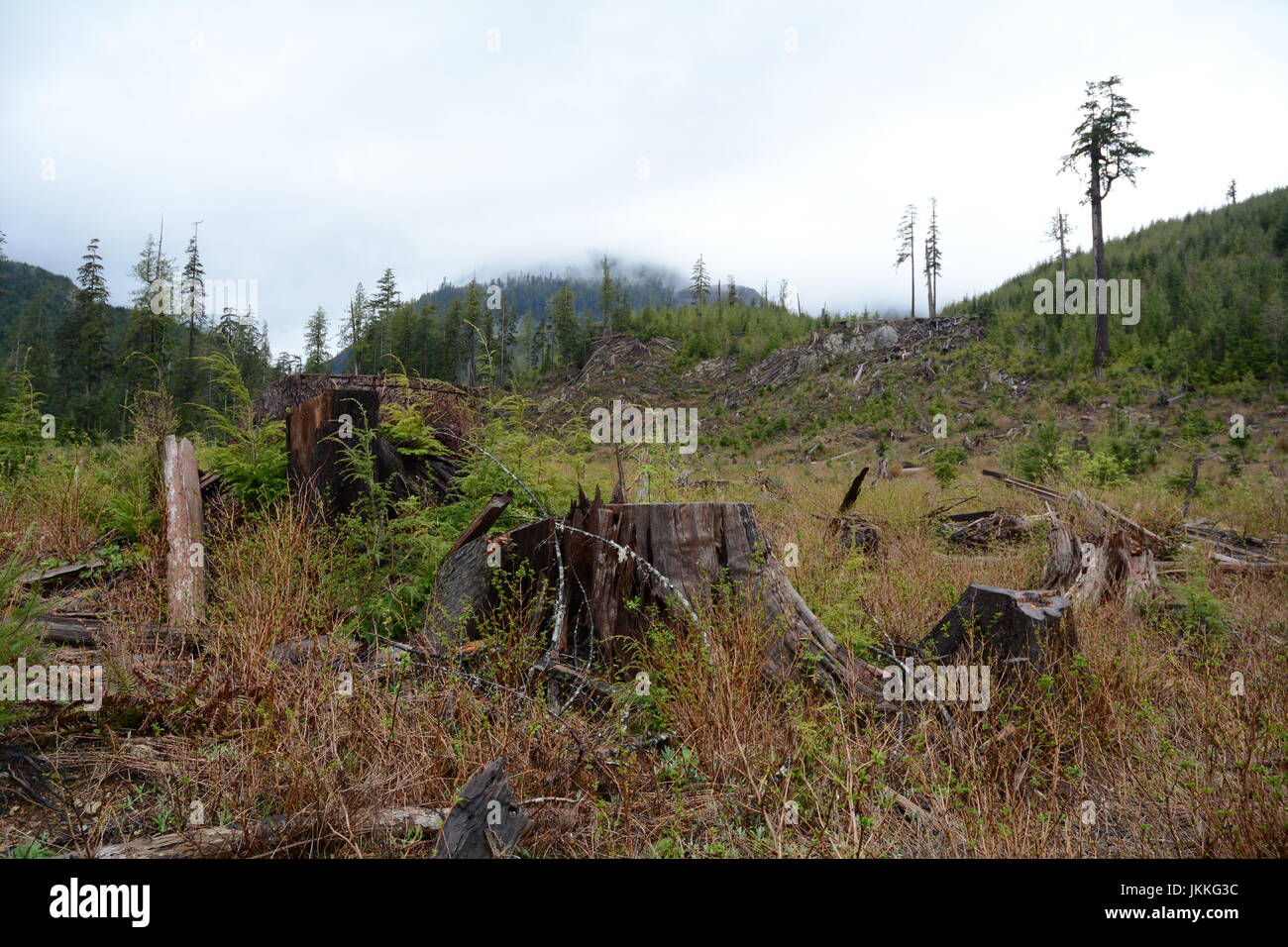 Giant tree stumps in an old growth rainforest clearcut logging block ...