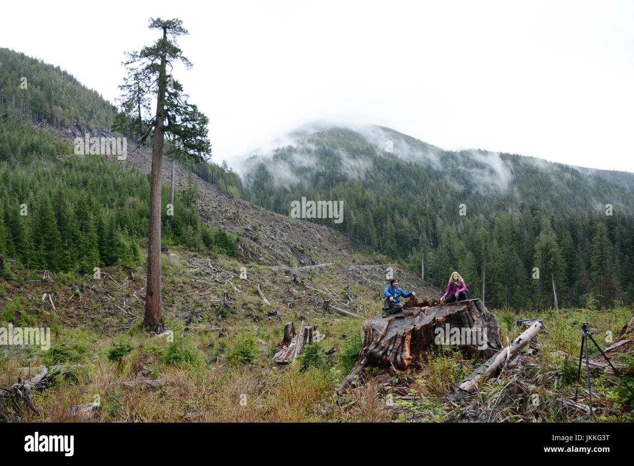 Doug fir hi-res stock photography and images - Alamy