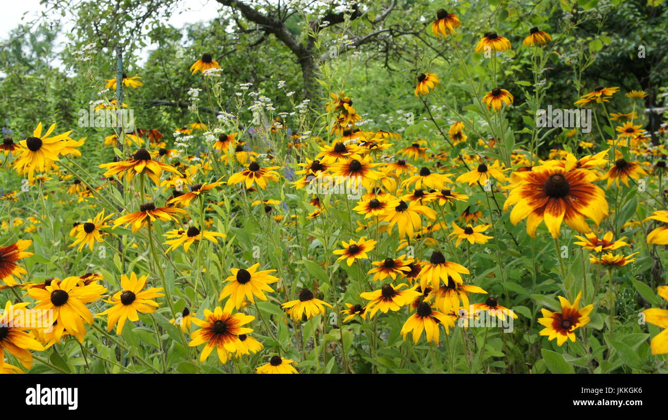 Yellow rudbeckia flower in the garden background Stock Photo - Alamy