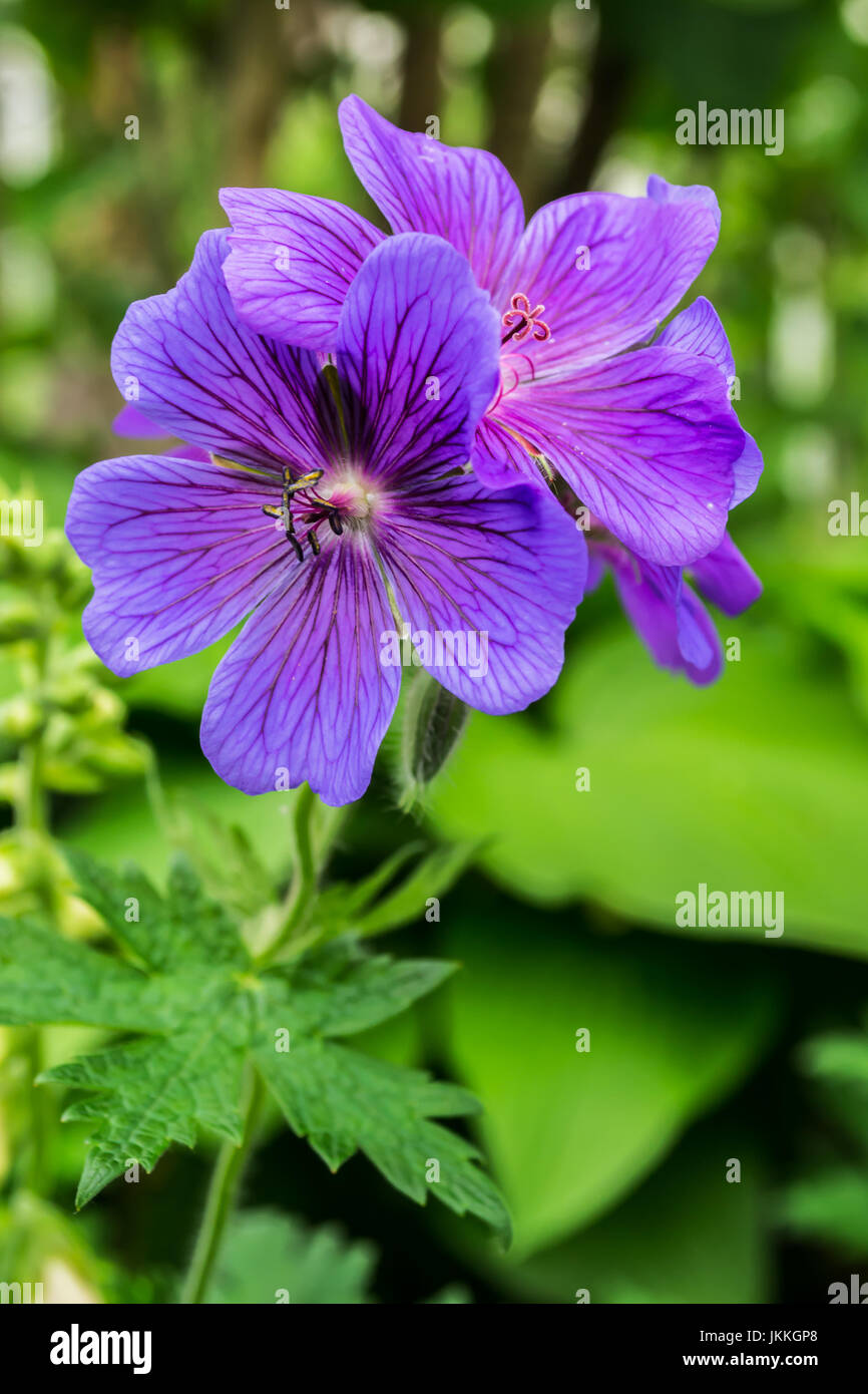 Geranium flower bloom in the garden in Poland on June Stock Photo - Alamy