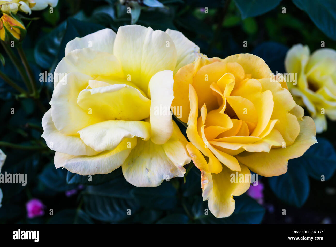 Roses in the garden in Poland on the summer Stock Photo - Alamy