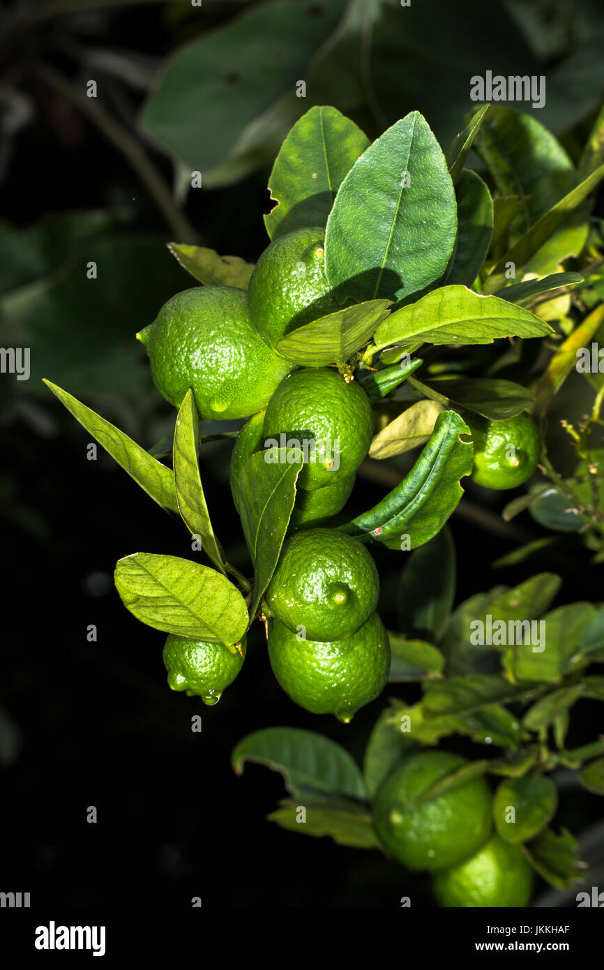 Multiple fruits hi-res stock photography and images - Alamy