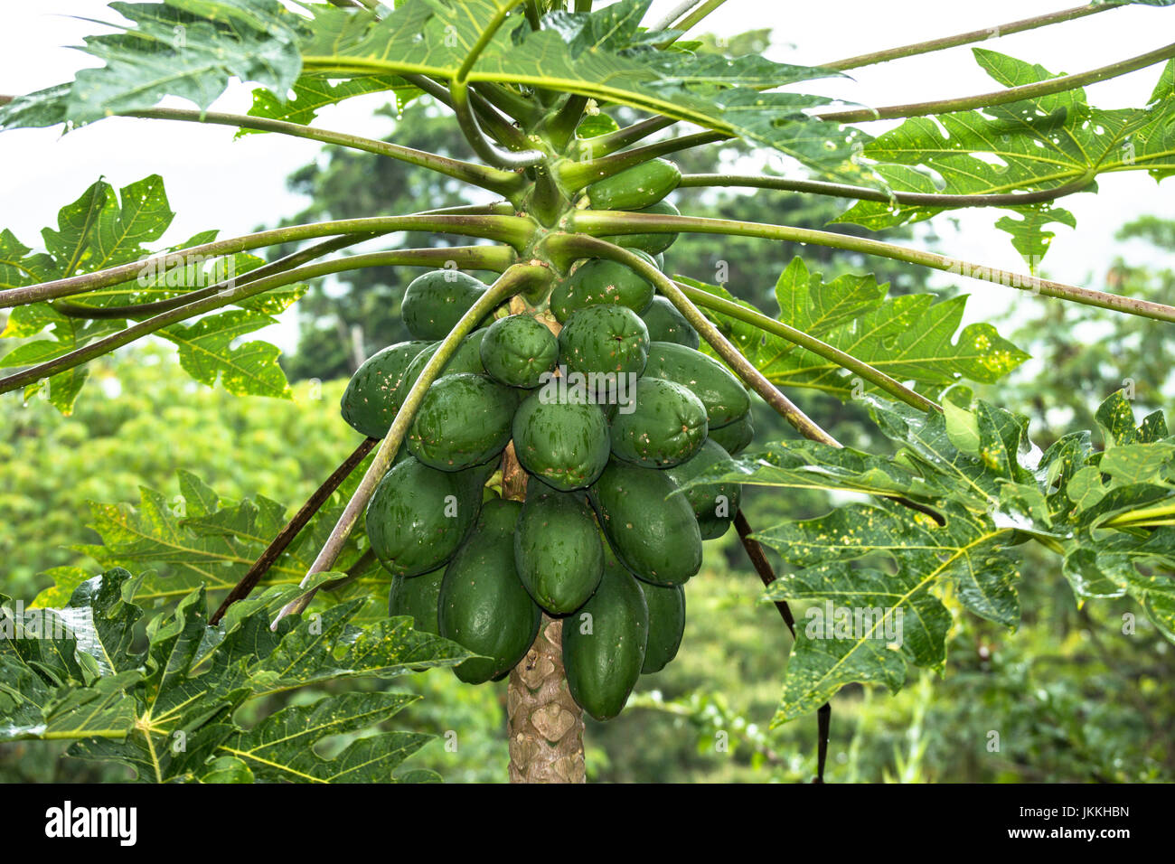 Panama fruits hi-res stock photography and images - Alamy