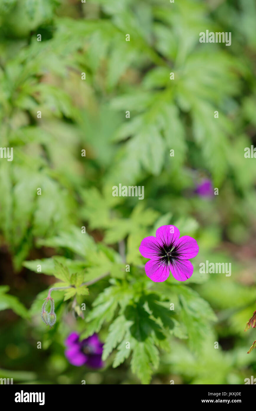 Armenian cranesbill, Geranium psilostemon, floer head with soft focus ...