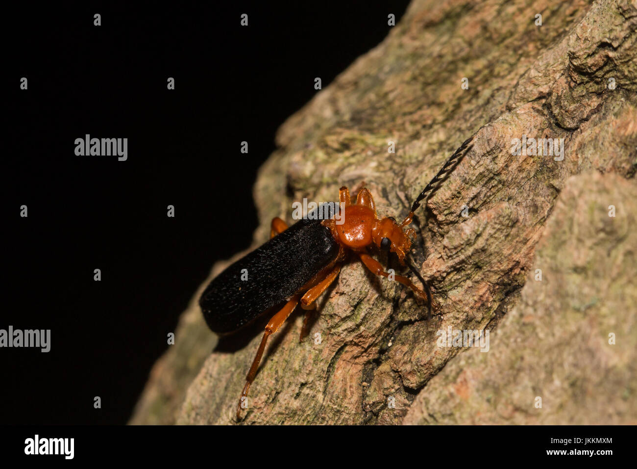Bombardier beetle chemical hi-res stock photography and images - Alamy