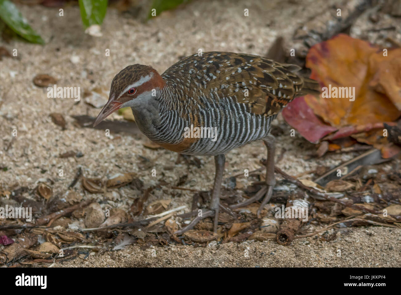 Buff-banded Rail, Gallirallus philippensis on Green Island, Queensland ...