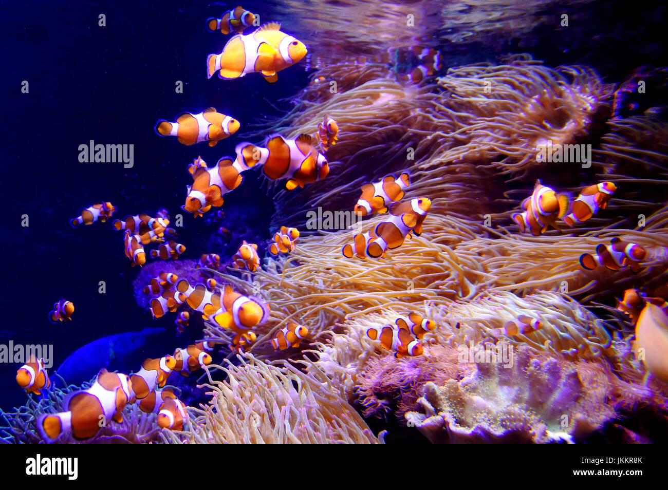 Western Anemonefish Amphiprion Ocellaris High Resolution Stock ...