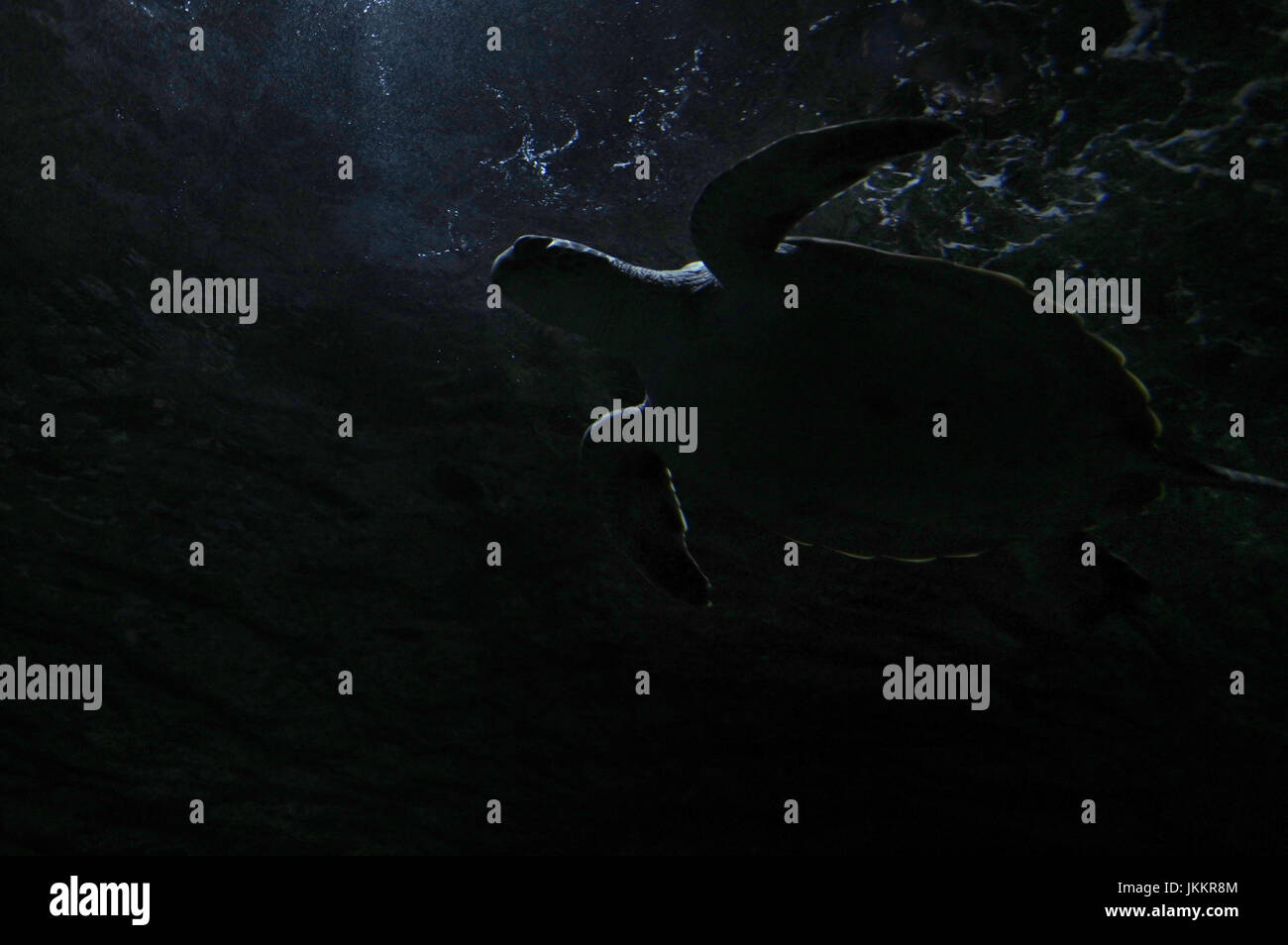 Green Turtle Night High Resolution Stock Photography and Images - Alamy