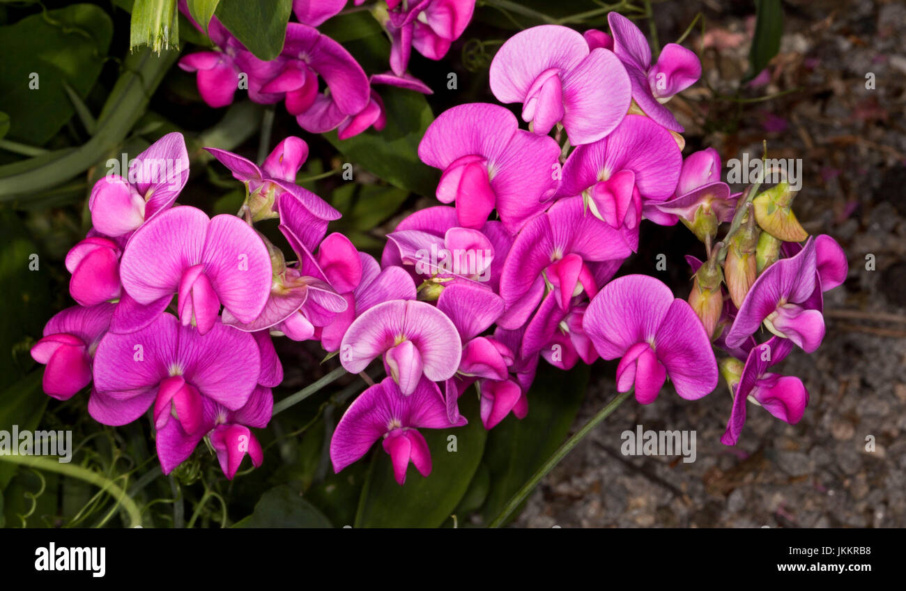 Native british flowers hi-res stock photography and images - Alamy