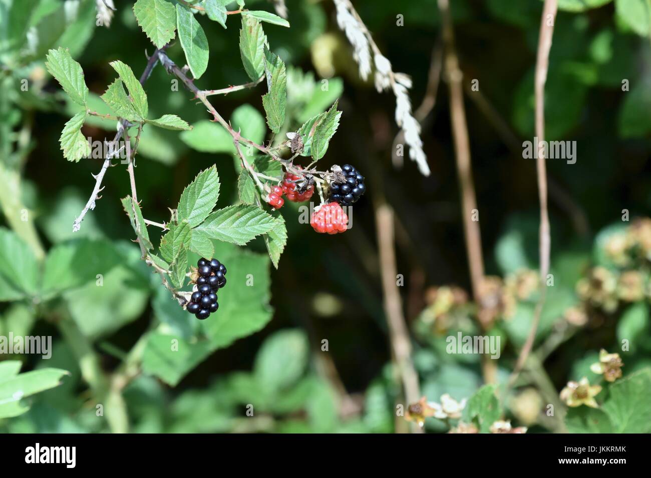Blackberries (Rubus) on a blackberry plant Stock Photo - Alamy