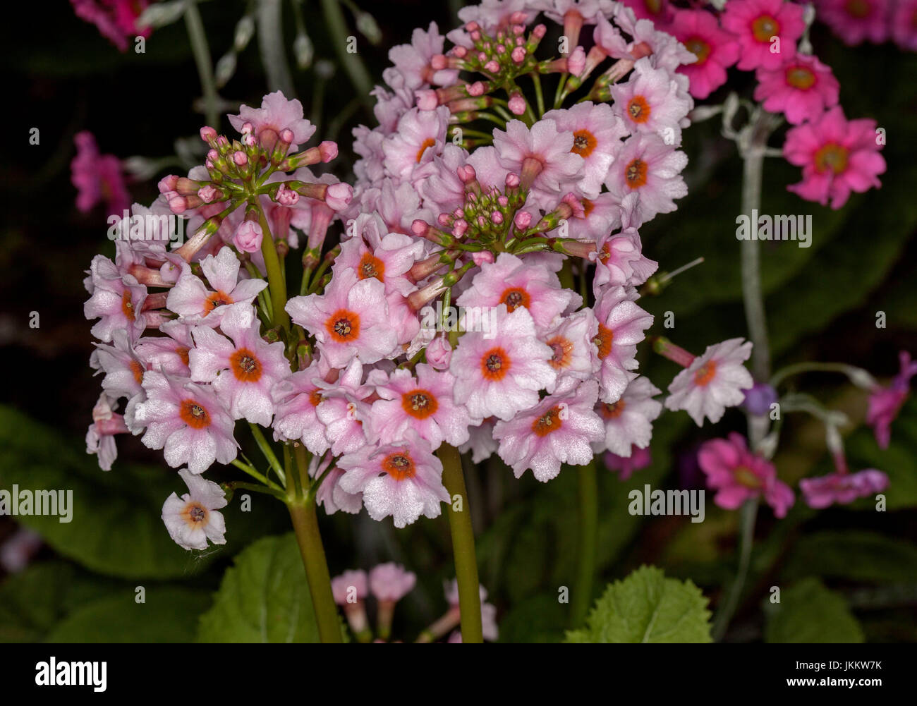 Cluster of pale pink flowers of primula cultivar Stock Photo - Alamy