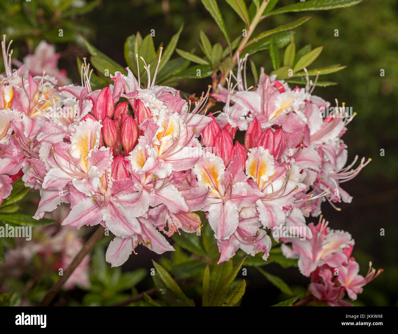 Cluster of beautiful pale pink and white rhododendron flowers against ...