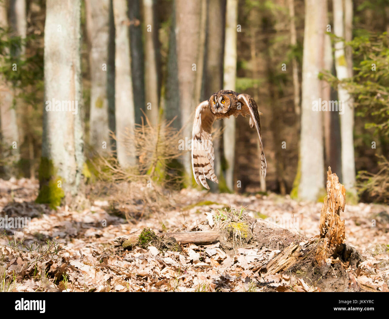Long eared owl in flight hi-res stock photography and images - Alamy