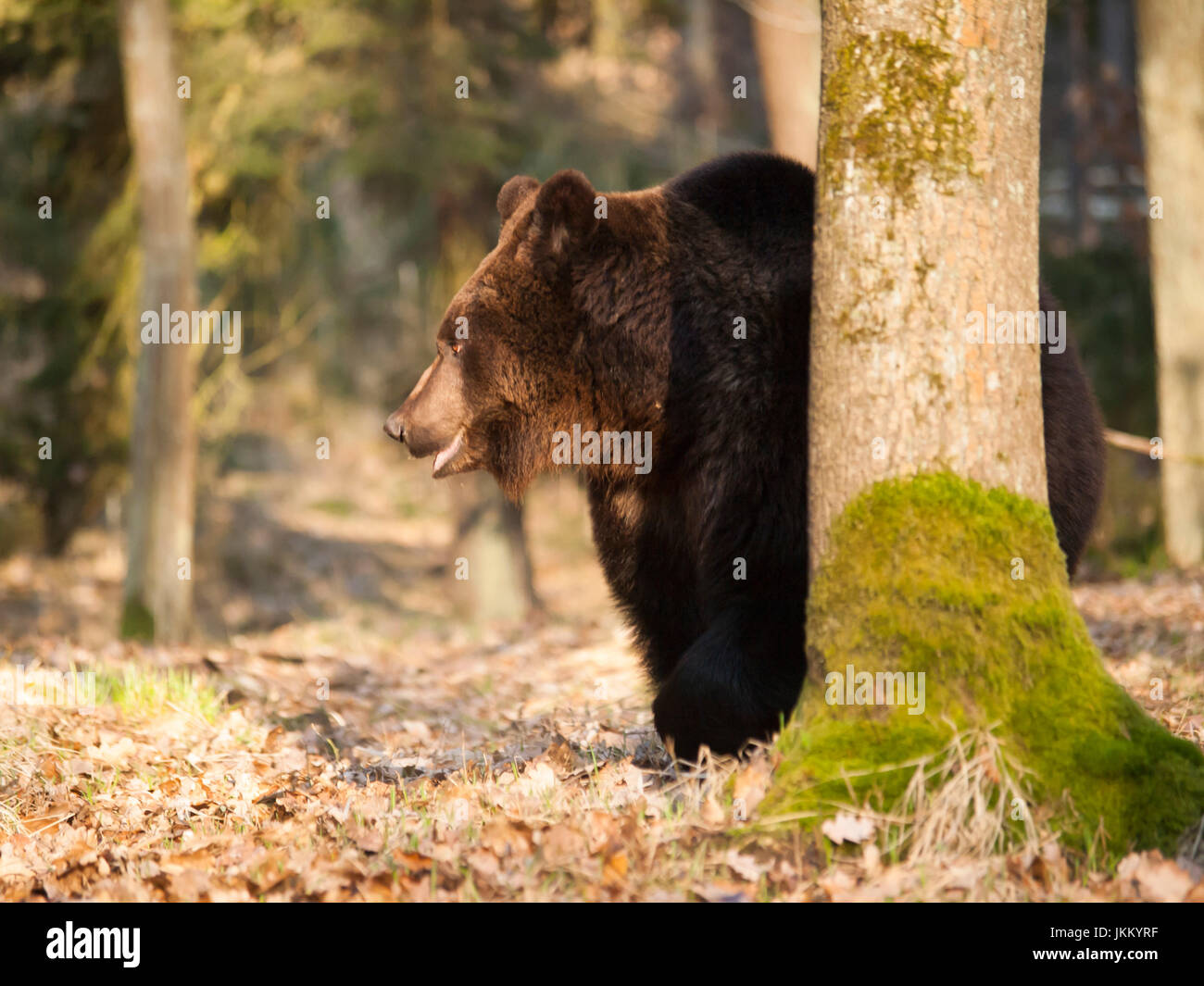 Brown bear ursus arctos forest hi-res stock photography and images - Alamy