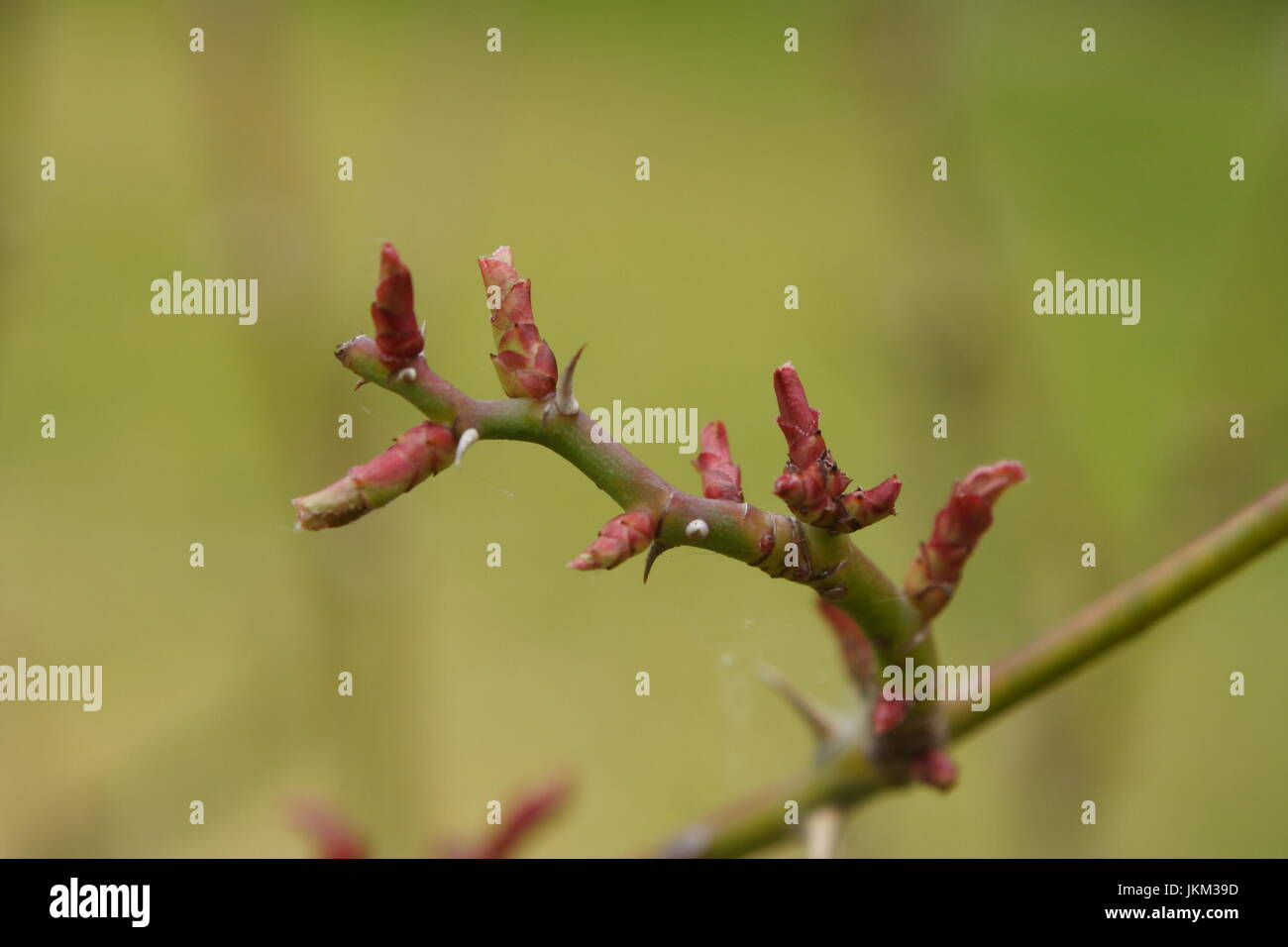 New Shoots on a Rose Plant Stock Photo - Alamy