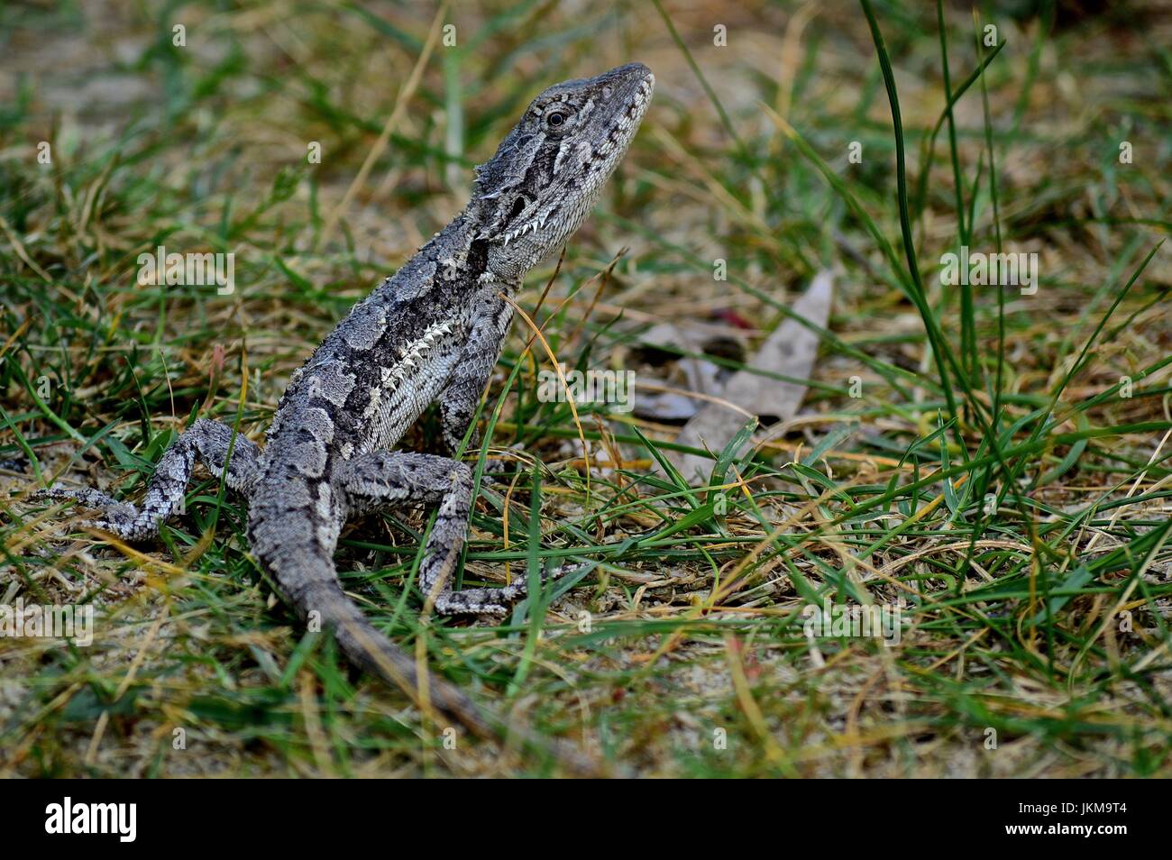 Bearded dragon lizard Stock Photo - Alamy
