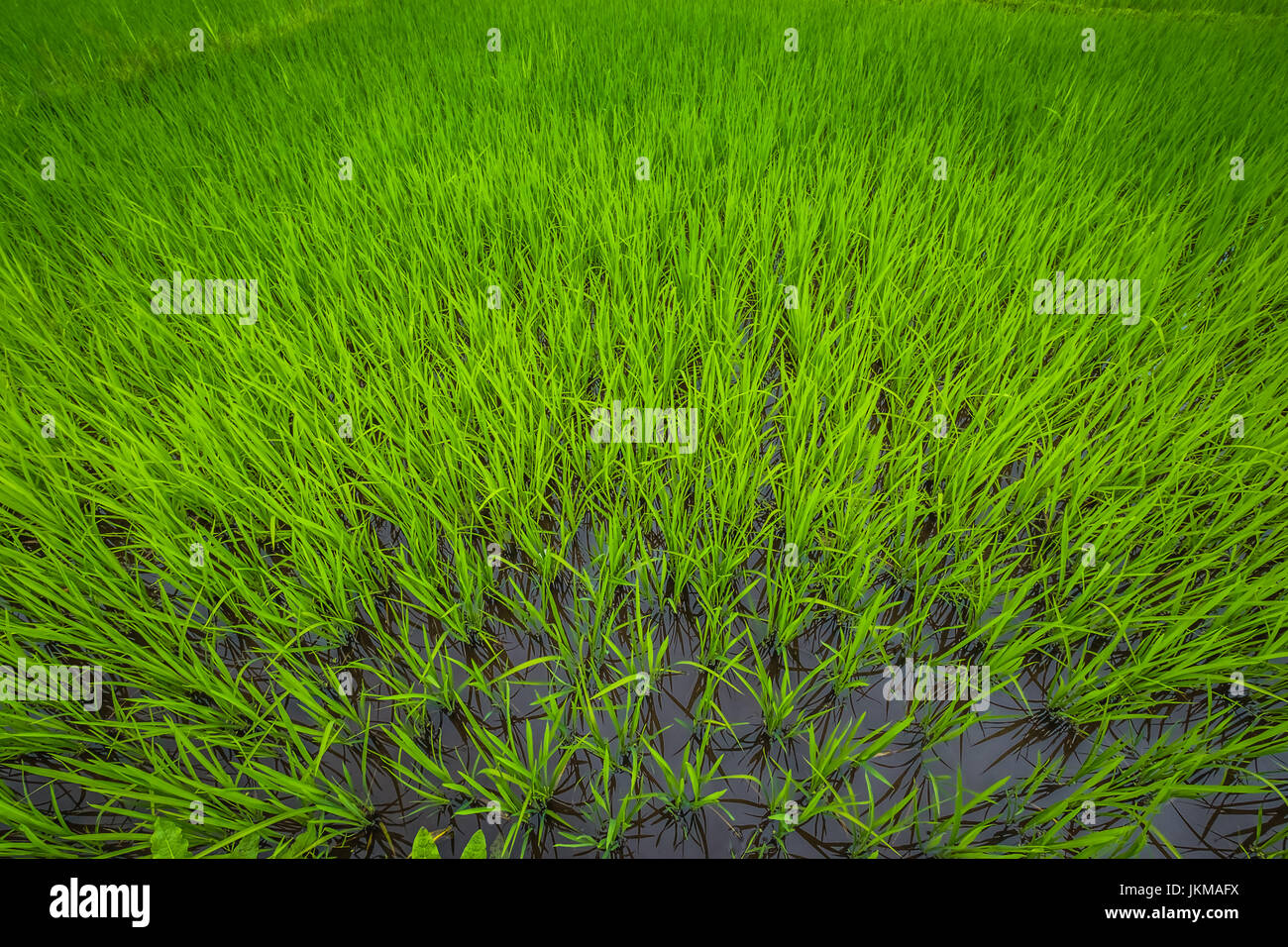Rice fields around Paro, Bhutan - July 2017 Stock Photo - Alamy