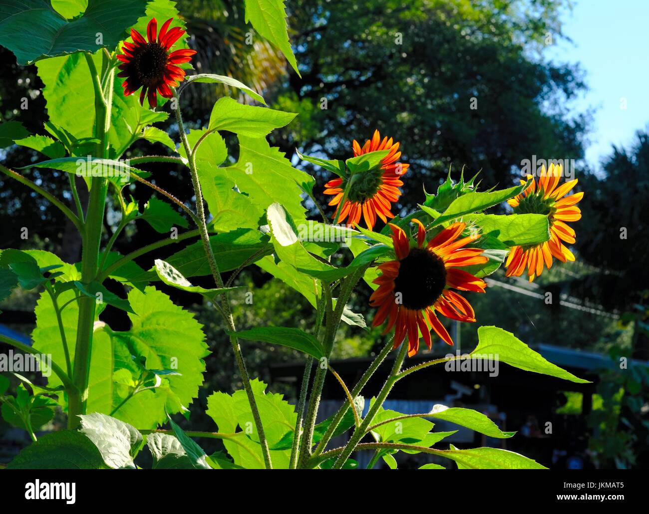 Mammoth sunflowers hi-res stock photography and images - Alamy