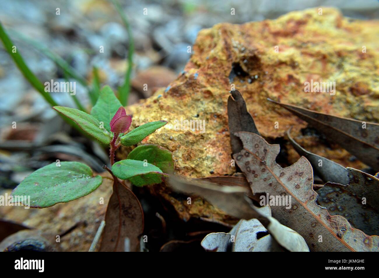 Gum tree seedling Stock Photo - Alamy